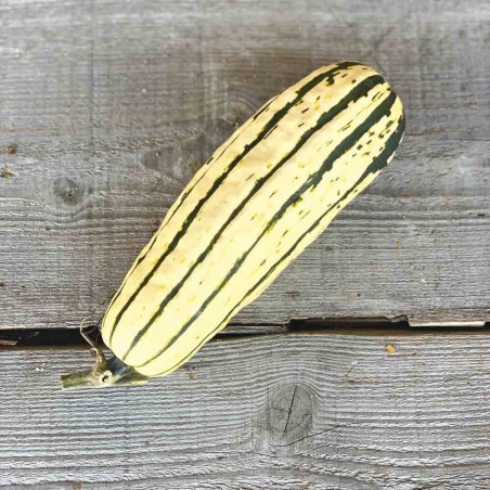 COURGE DELICATA ou SWEET POTATO BIO 🍑 Livraison Gratuite