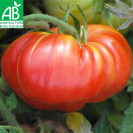 Mélange de Grosses Tomates - St Marthe 🍅 Livraison Gratuite
