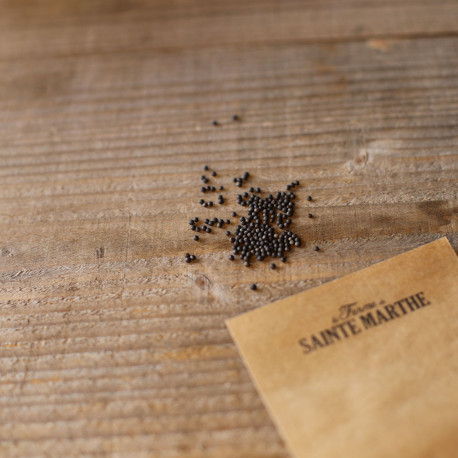 Chou Kale Demi-Nain de Westland Bio 🥦 Livraison Gratuite