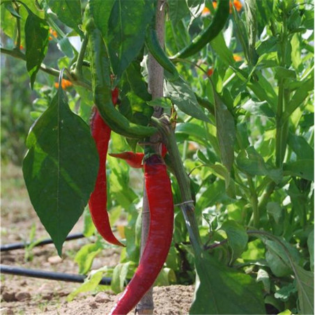 Poivron DOUX TRÈS LONG des LANDES 🌱 Livraison Gratuite