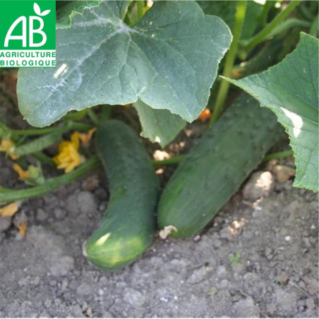 Concombre Long Anglais - Sainte Marthe 🥒 Livraison Gratuite
