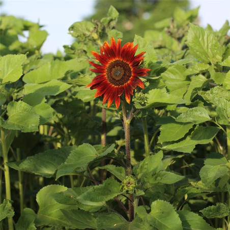 TOURNESOL ROUGE - Ferme Sainte Marthe🌻 Livraison Gratuite