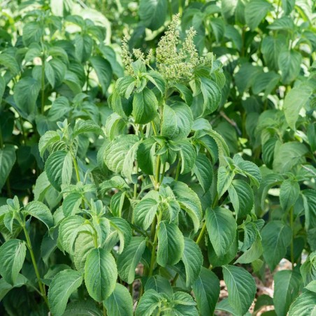 Basilic BRÉSILIEN GREEN PEPPER 🌱 Livraison Gratuite