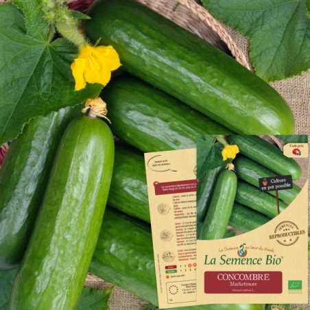 Concombre GRIMPANT ou RAMPANT 🥒 Livraison Gratuite
