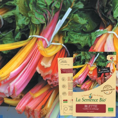 Blettes ou Cardes en Mélange Coloré 🥦 Livraison Gratuite