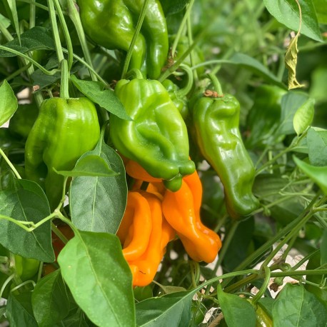 Poivron Petit MARSEILLAIS - Ste Marthe 🌱 Livraison Gratuite