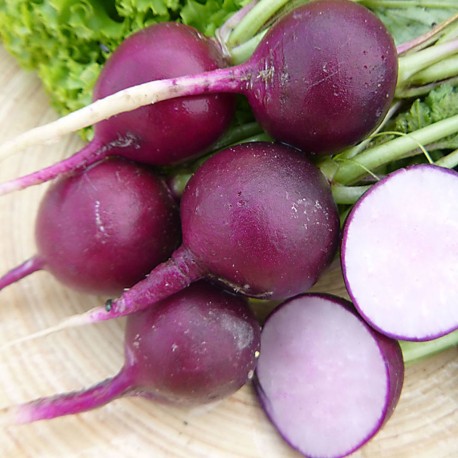 Mélange de 5 Radis Ronds Colorés 🌱 Livraison Gratuite