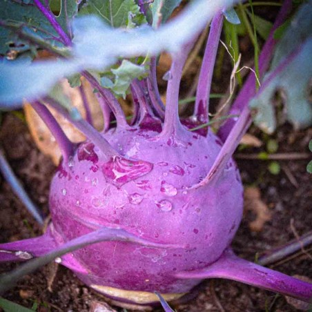 Chou Rave Bleu Azur Star - Ste Marthe 🥦 Livraison Gratuite