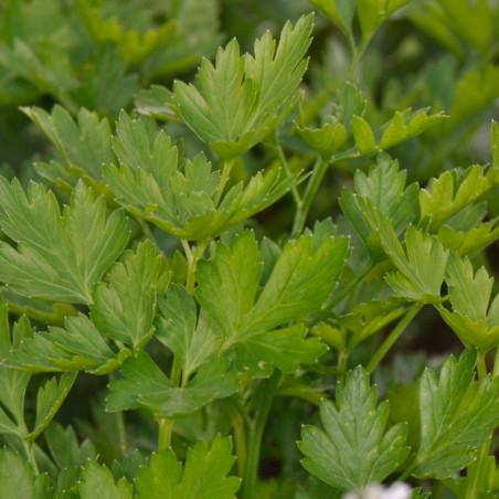 Graines BIO PERSIL SIMPLE - KOKOPELLI 🌱 Livraison Gratuite