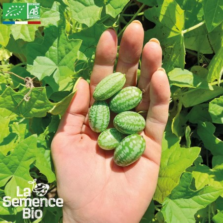 MINI CONCOMBRE Zehneria Scabra 🥒 Livraison Gratuite